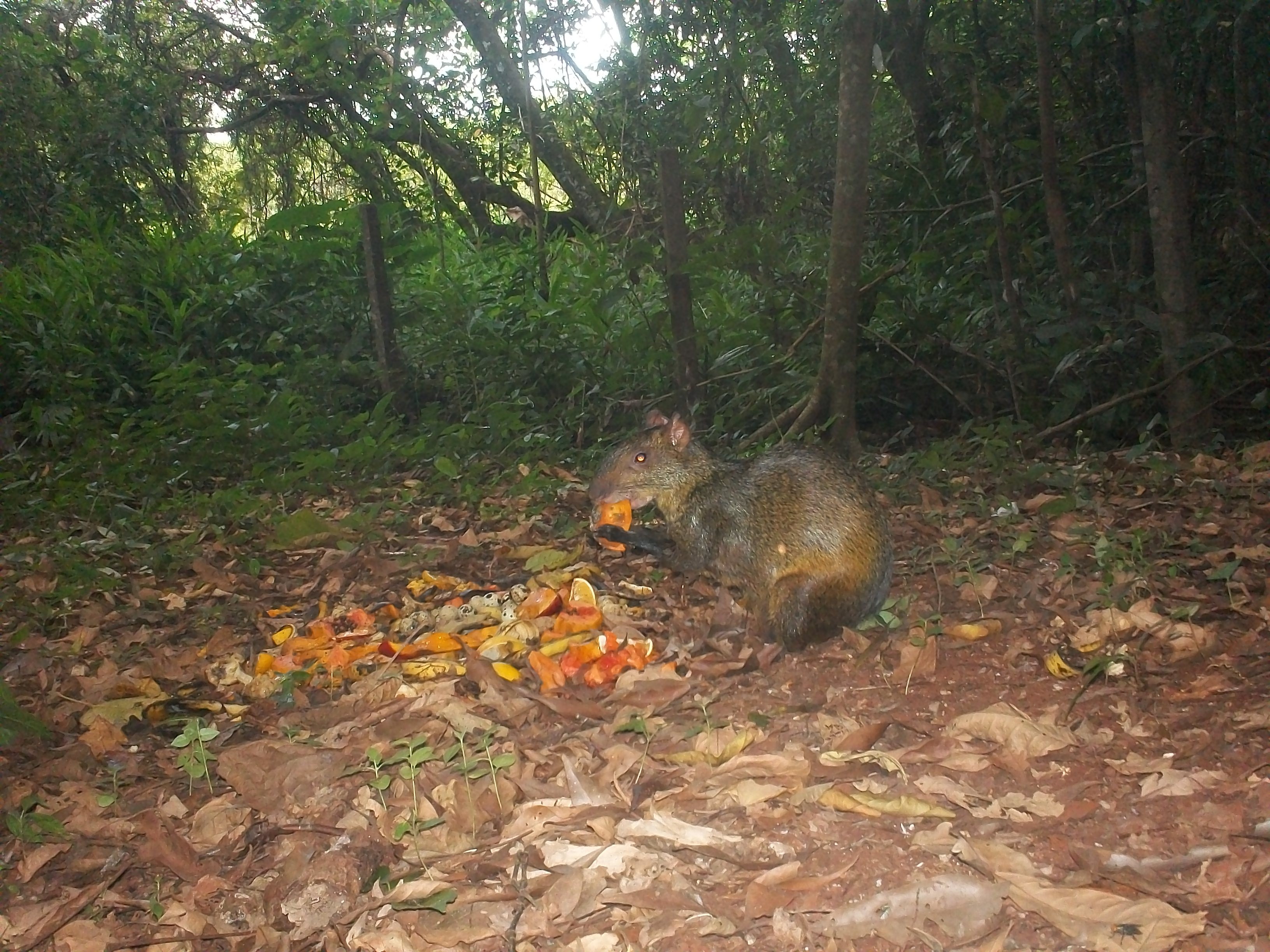Já ouviu o ditado: paca, tatu, cutia não? | Terra da Gente | G1