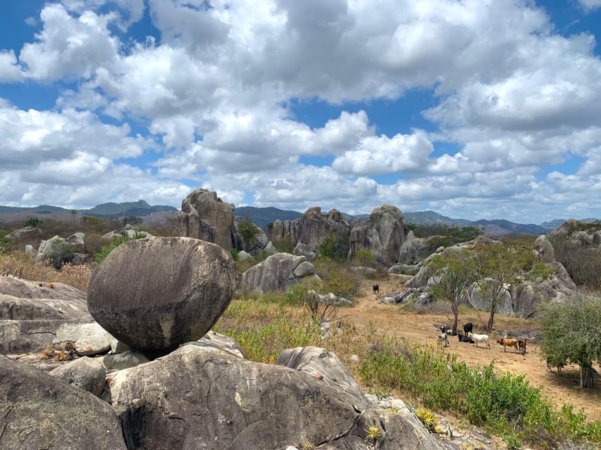 Dia Nacional da Caatinga: um dos biomas mais importantes do país é ...