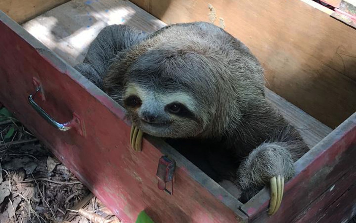 Bicho-preguiça é resgatado por bombeiros e levado para reserva natural ...