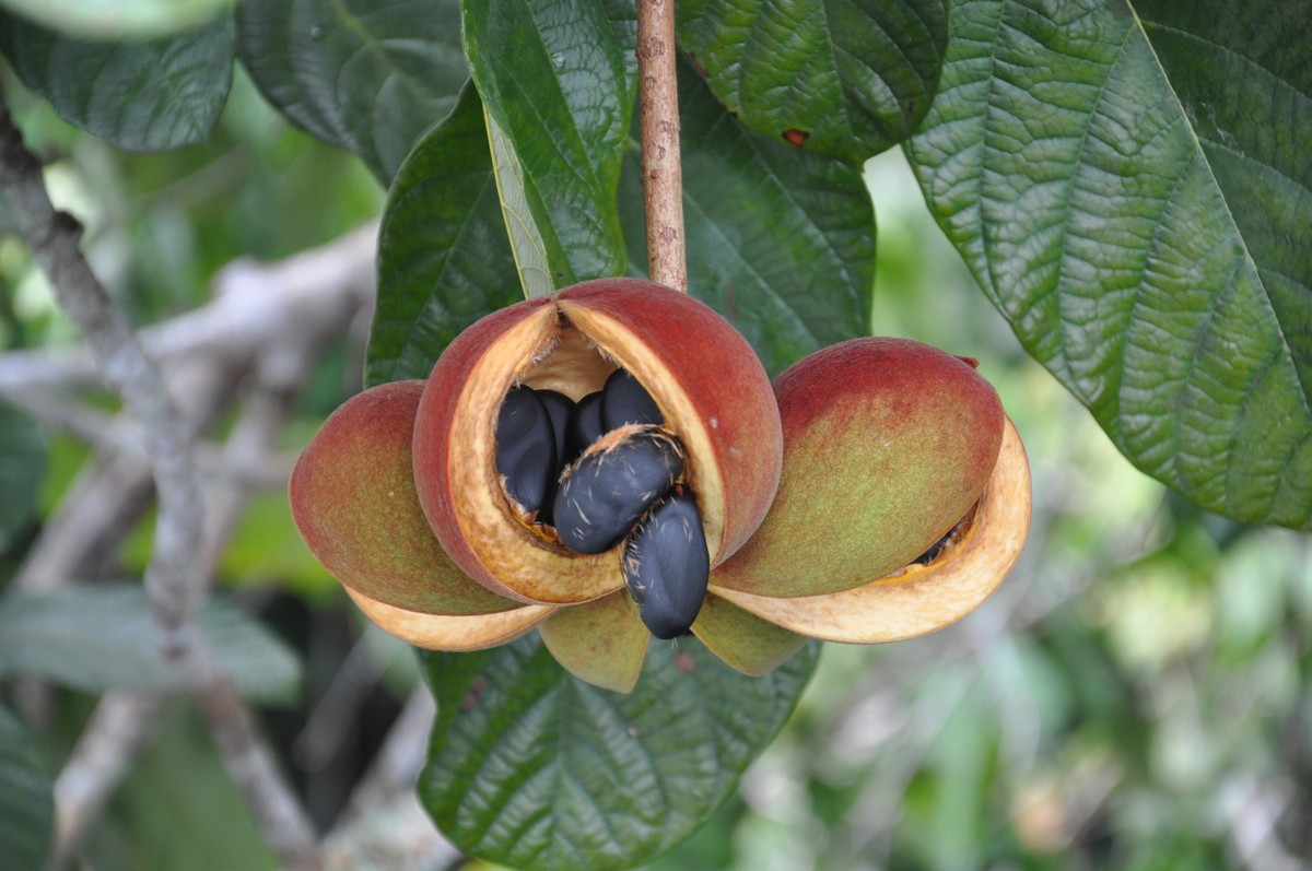 Sementes do chichá servem de alimento para diversas espécies da fauna ...