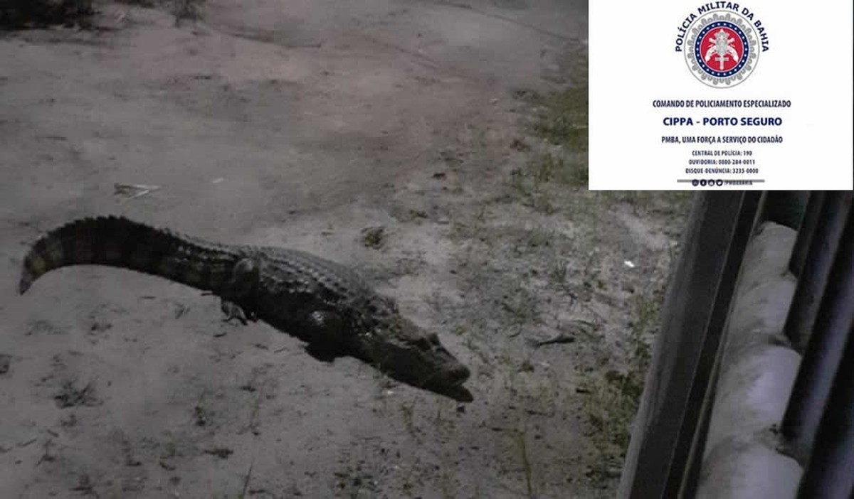 Jacaré de 1,7 metro é resgatado em área urbana no extremo sul da BA ...