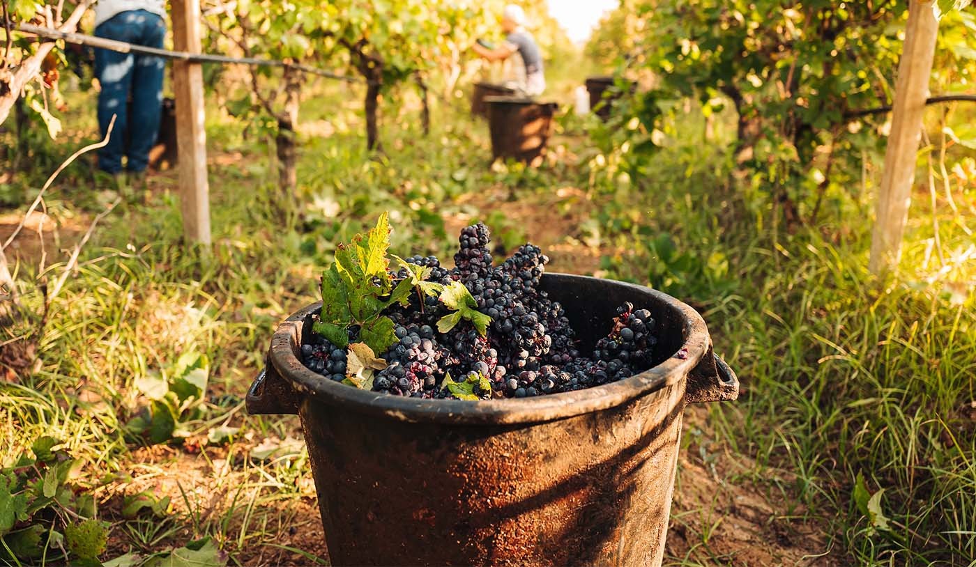 Conheça duas uvas tintas do sul da Itália que elaboram vinhos frutados ...