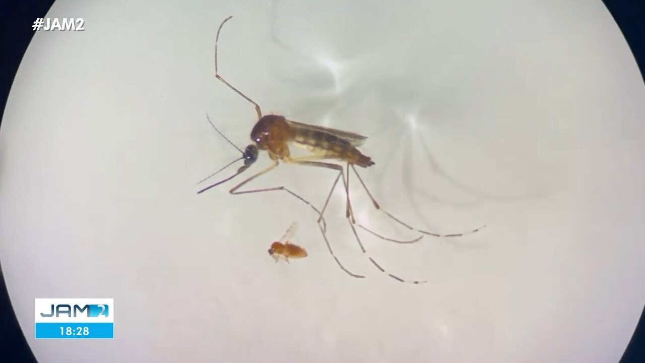 Oropouche: entenda origem, sintomas e tratamento | G1