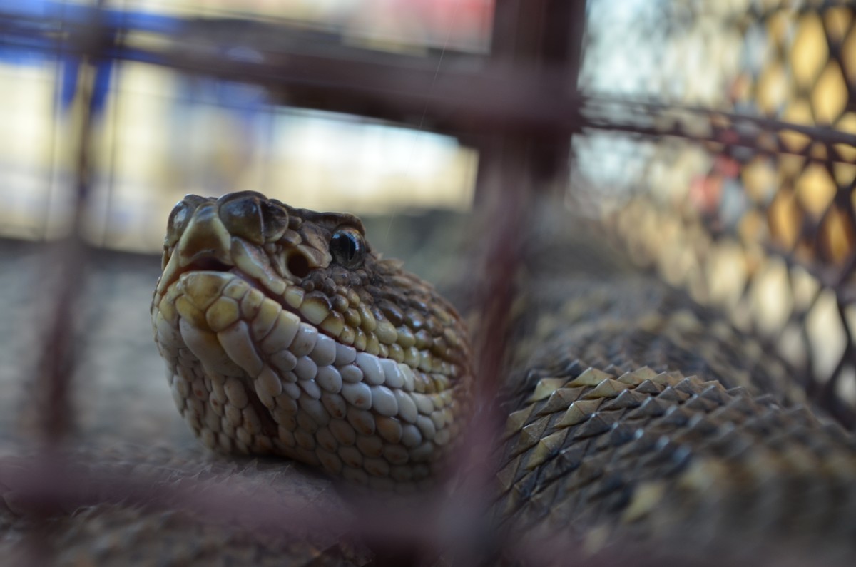 Cobra cascavel de 1 m é resgatada perto de universidade em Vilhena, RO ...