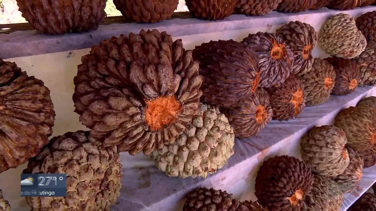 14ª Festa do Marolo começa com concurso gastronômico e festival de ...