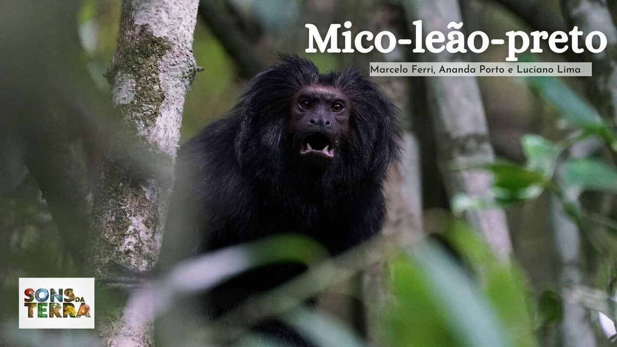 Sons da Terra: mico-leão-preto é um dos primatas mais raros do mundo ...