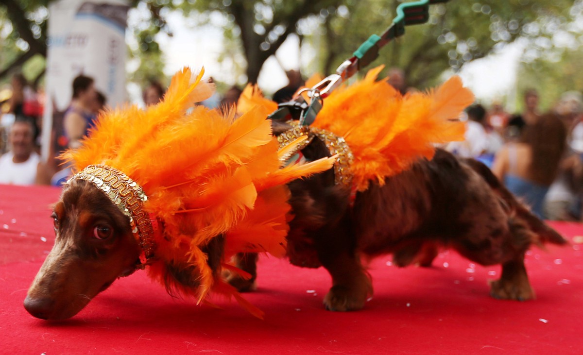 Cachorros ganham fantasias e bloco especial; FOTOS | Carnaval 2017 | G1