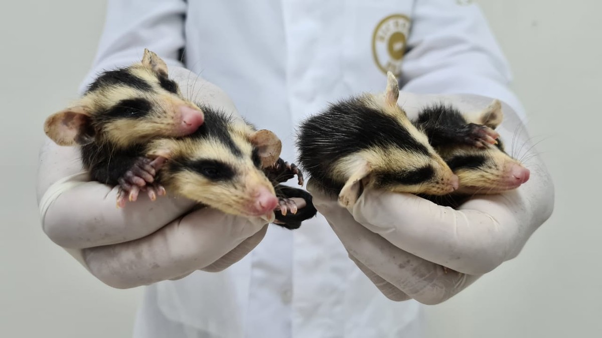 Filhotes de gambá são resgatados e recebem cuidados no Zoológico de ...