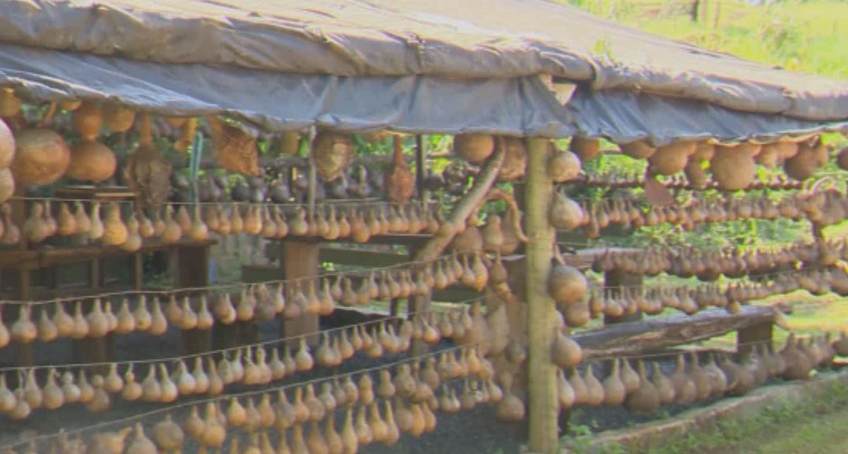 Sítio tem mais de 10 mil artigos feitos com cabaça em MG: 'É meu ...