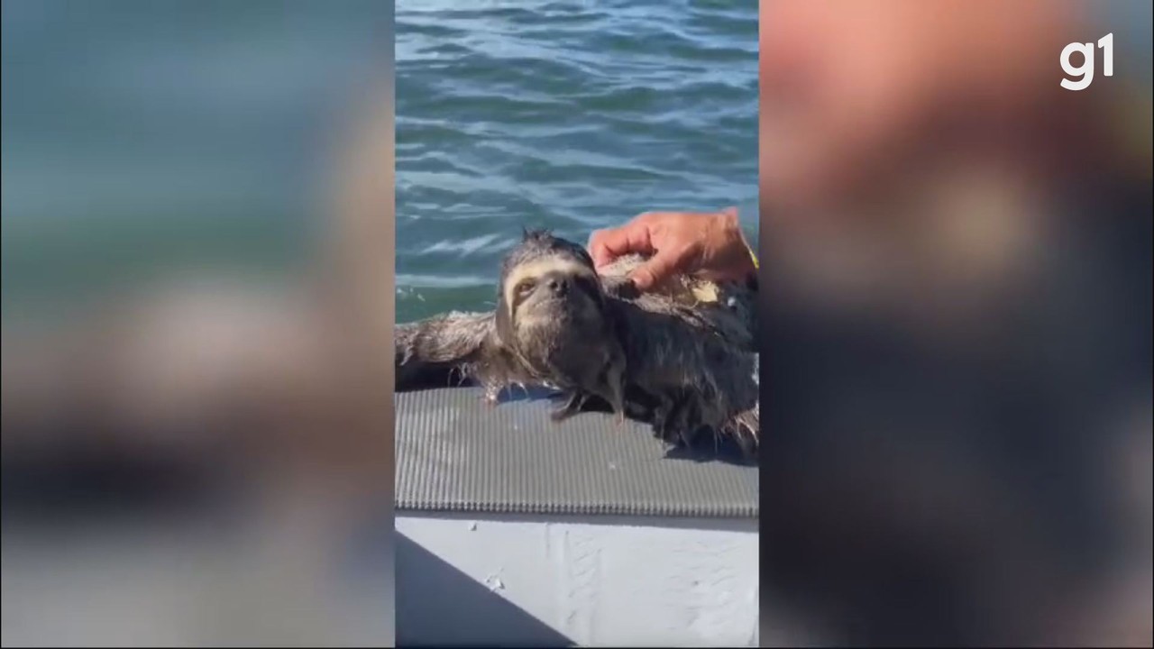 Bicho-preguiça à deriva no mar é resgatado no litoral de SP; VÍDEO ...