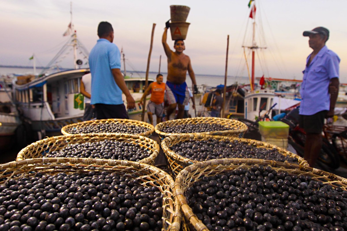 Caminhos do açaí: Estados Unidos consomem 40% da exportação paraense ...