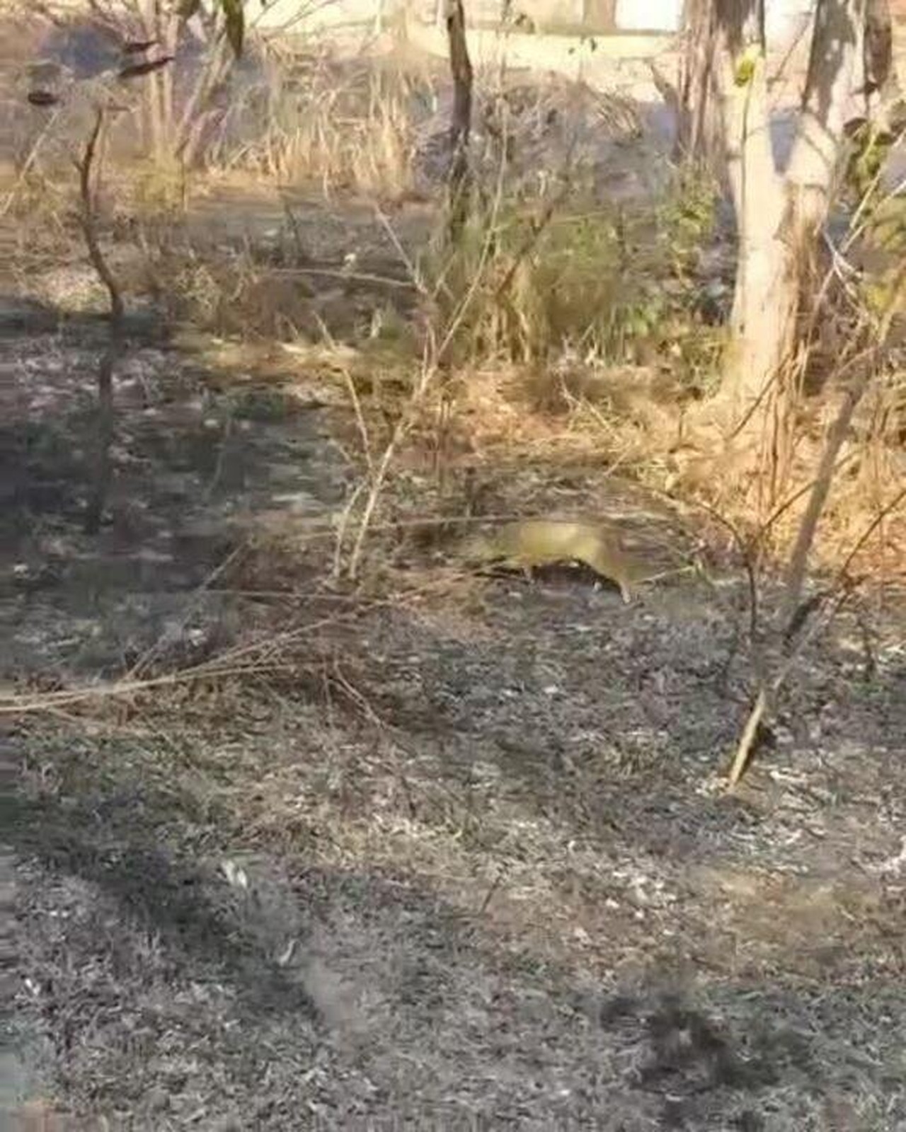 Animais são resgatados feridos e afugentados em matas atingidas pelas ...