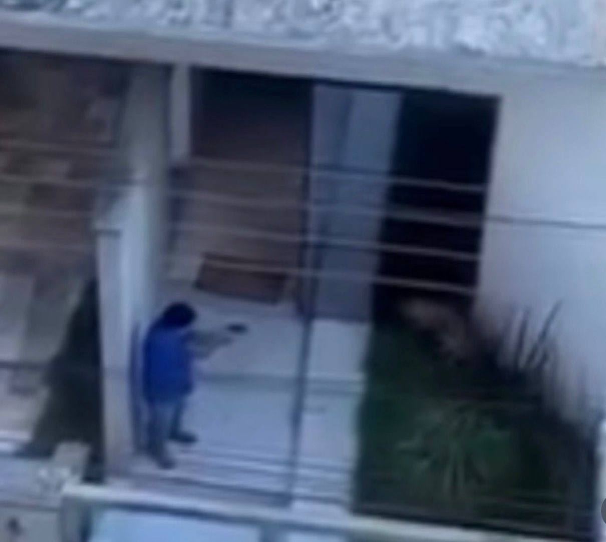Vizinha gravou homem matando cachorro da família a tiros: 'Chocada' | G1
