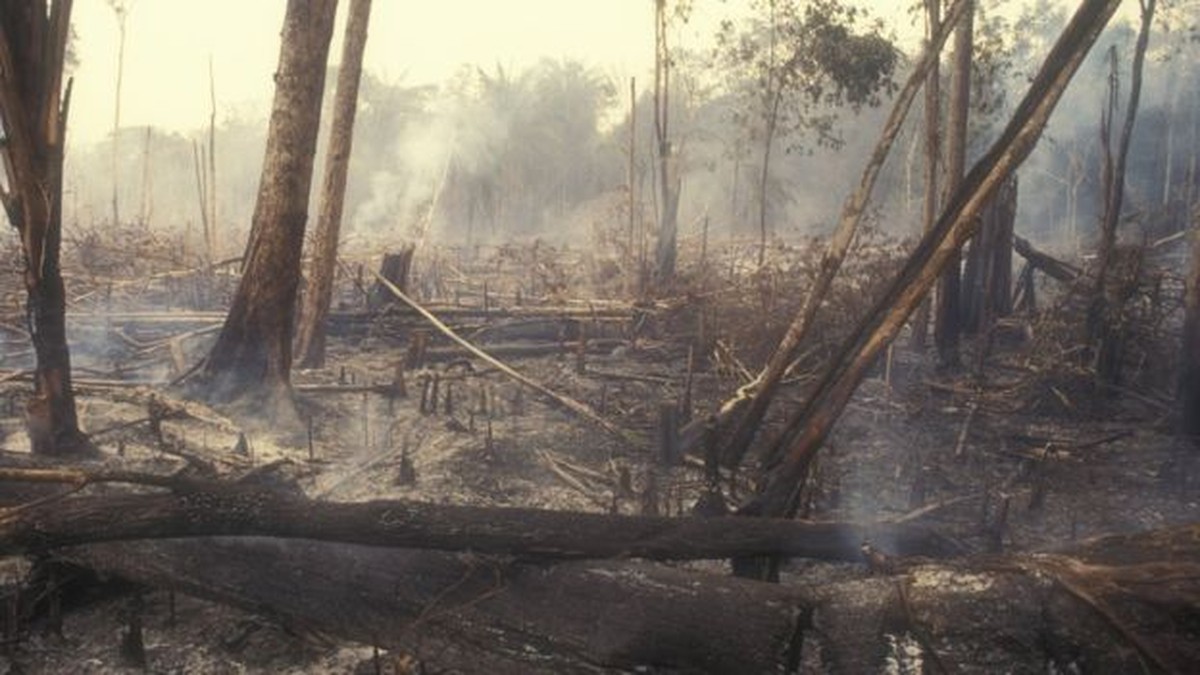 Pará é responsável por quase 40% da área desmatada na Amazônia, aponta ...