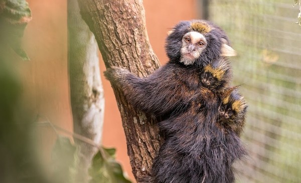 Macaco Sagui Adulto