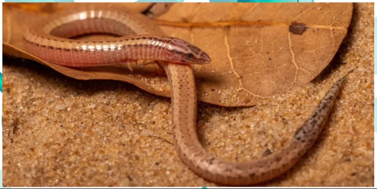 Parece cobra, mas não é: espécie de lagarto raro com patas minúsculas é ...
