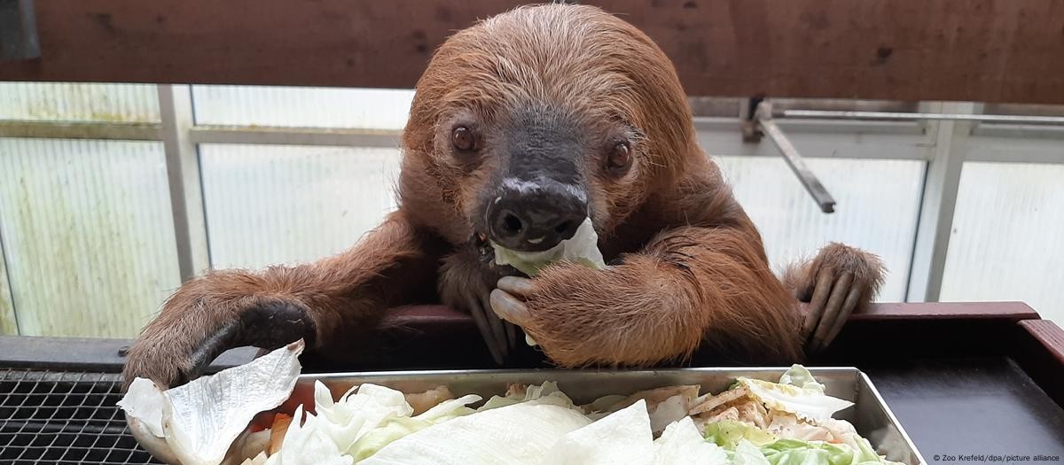 Aos 54 anos, bicho-preguiça mais velho do mundo morre em zoo na ...