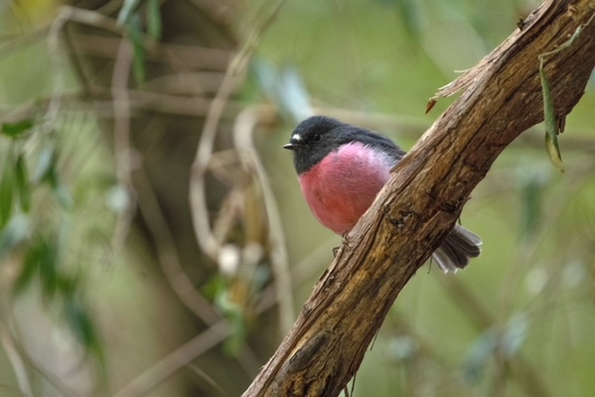 'Pink Robin': ave exclusiva da Austrália tem peito rosa e atrai ...