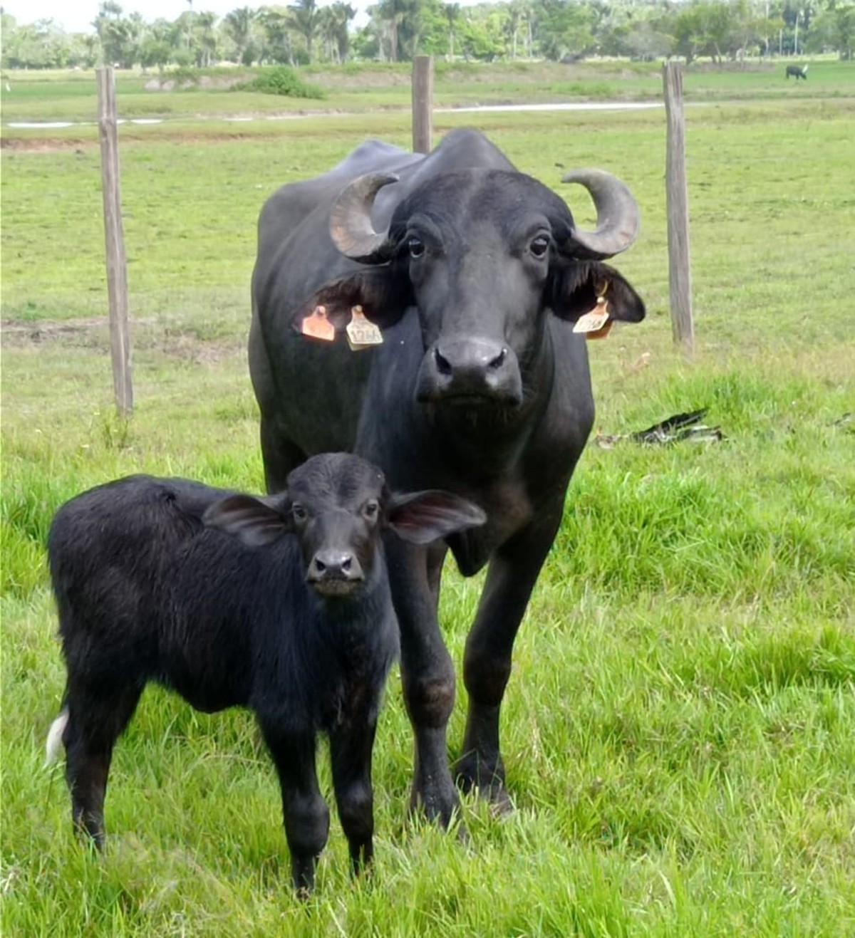 Nasce primeira 'búfala de proveta' do Marajó, no Pará | Pará | G1