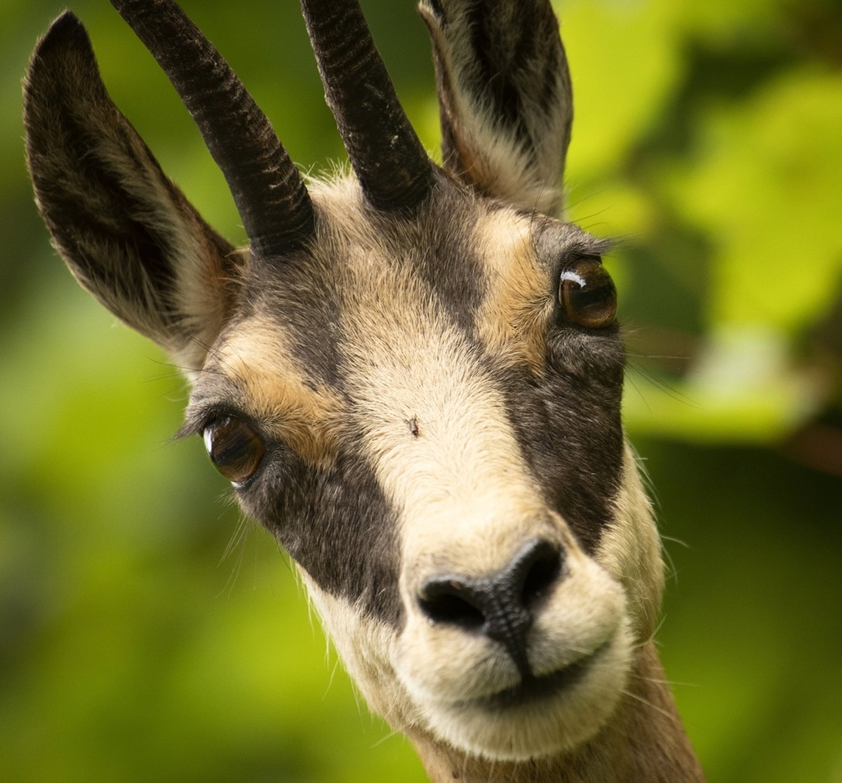 Conheça a camurça, animal comum nos Alpes suíços | Terra da Gente | G1