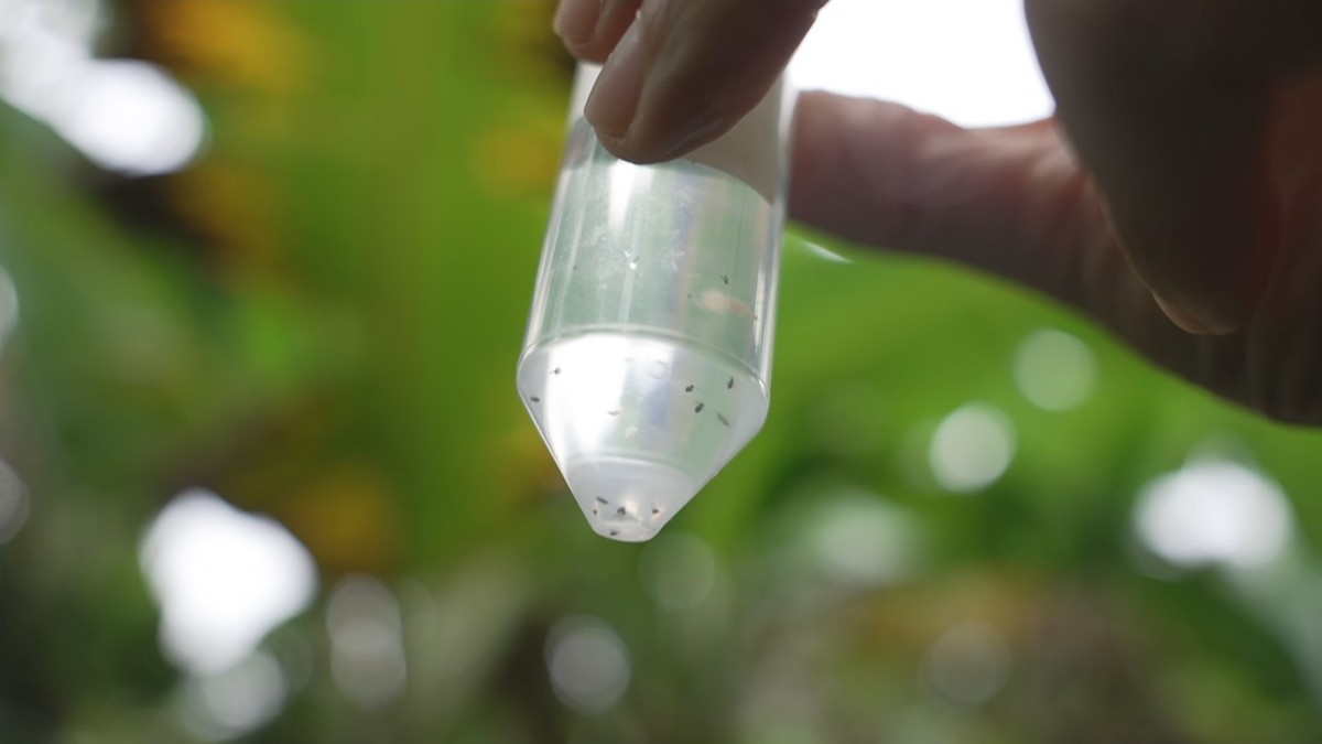 Febre do Oropouche: presença de mosquito transmissor no RS reforça ...