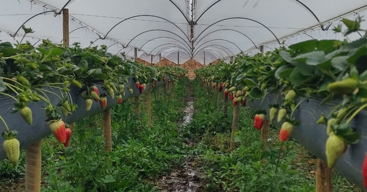 Prefeitura de Atibaia lança neste sábado (13) três novas variedades de ...