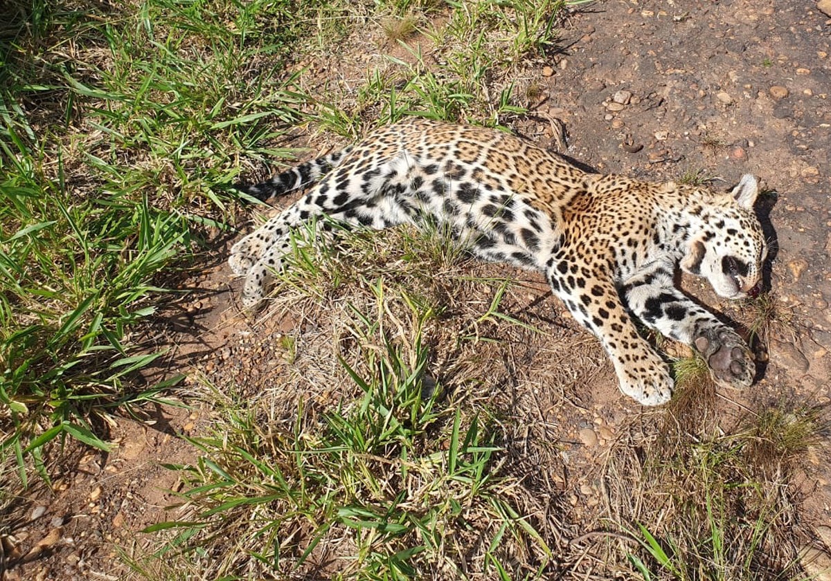 Espécie criticamente ameaçada, onça-pintada filhote morre atropelada em ...