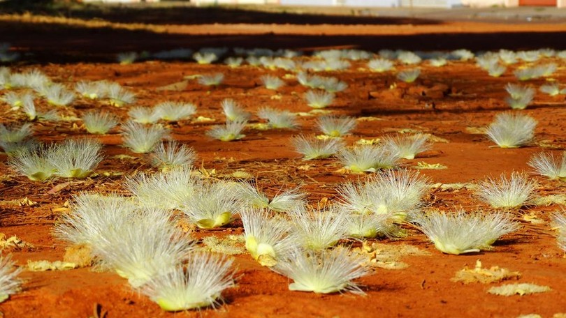 CBMM e o Cerrado Mineiro