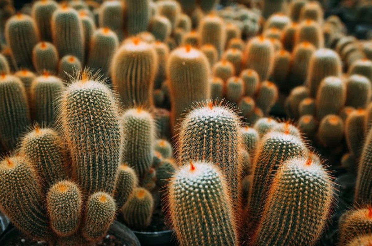 Cactos: Veja como fazer mudas e replantar | Rondônia | G1