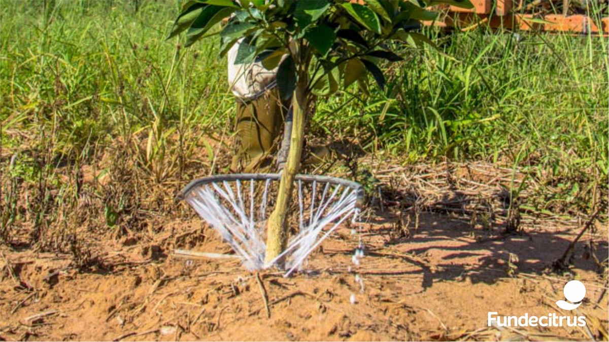 Estudos iniciais indicam baixa eficácia dos inseticidas aplicados via ...