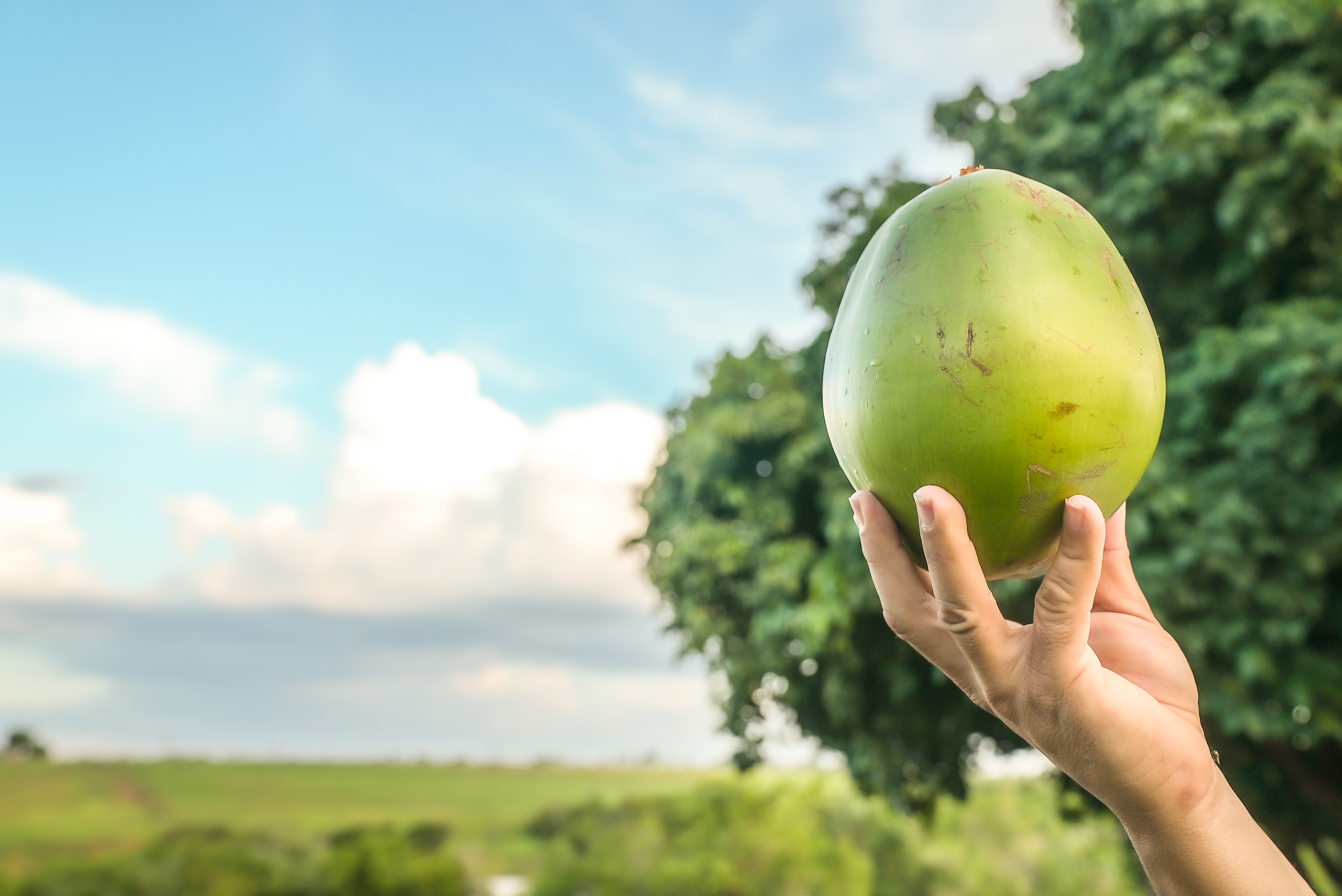 Água de coco não é tudo igual: veja quais tipos podem ser ...