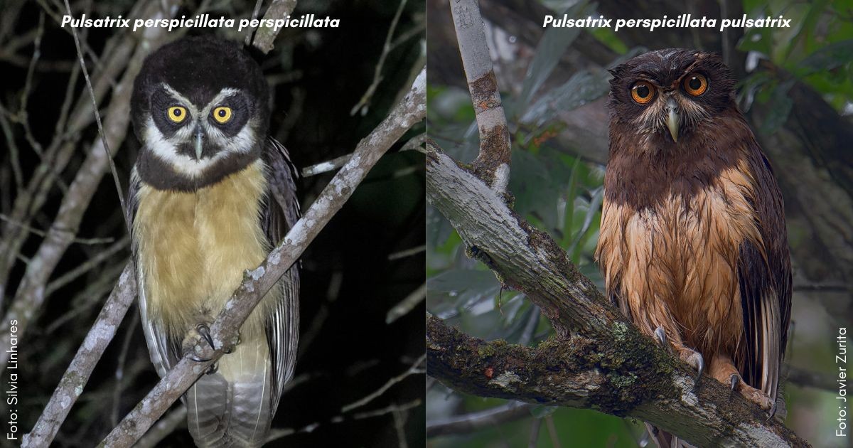 Murucututu rara avistada no Sul de São Paulo pode ser a única coruja na ...