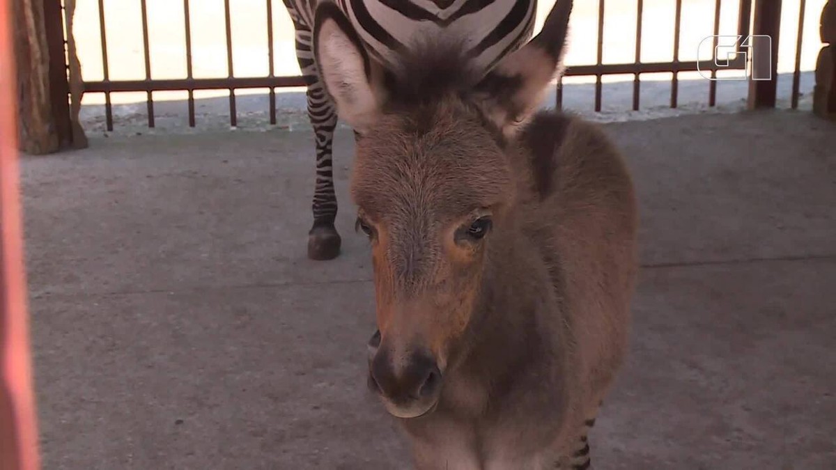 Filhote híbrido de zebra e burro nasce em zoológico da Rússia ...