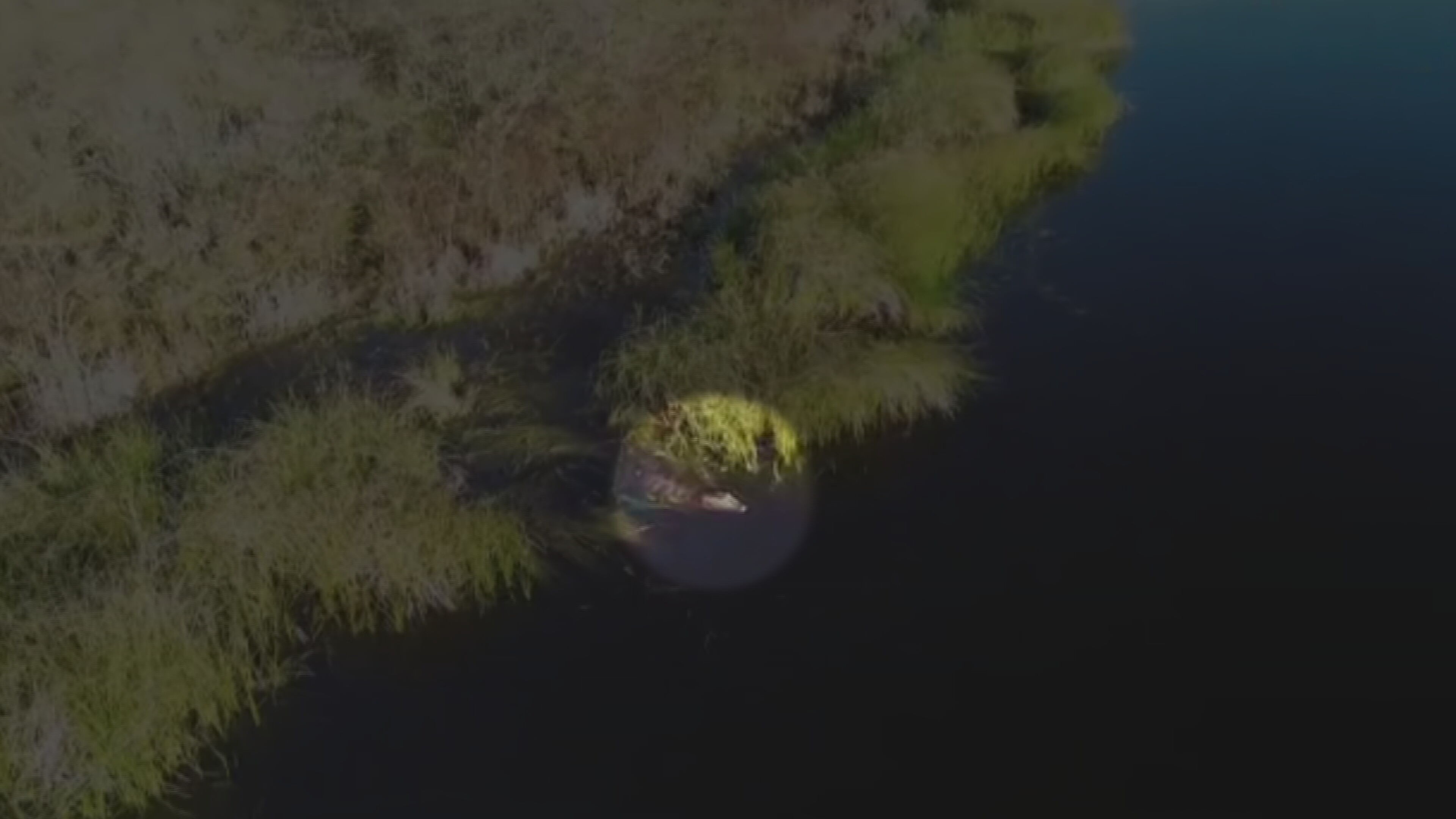 Jacaré em Botucatu: fêmea com filhotes é vista na Lagoa da Mina | G1