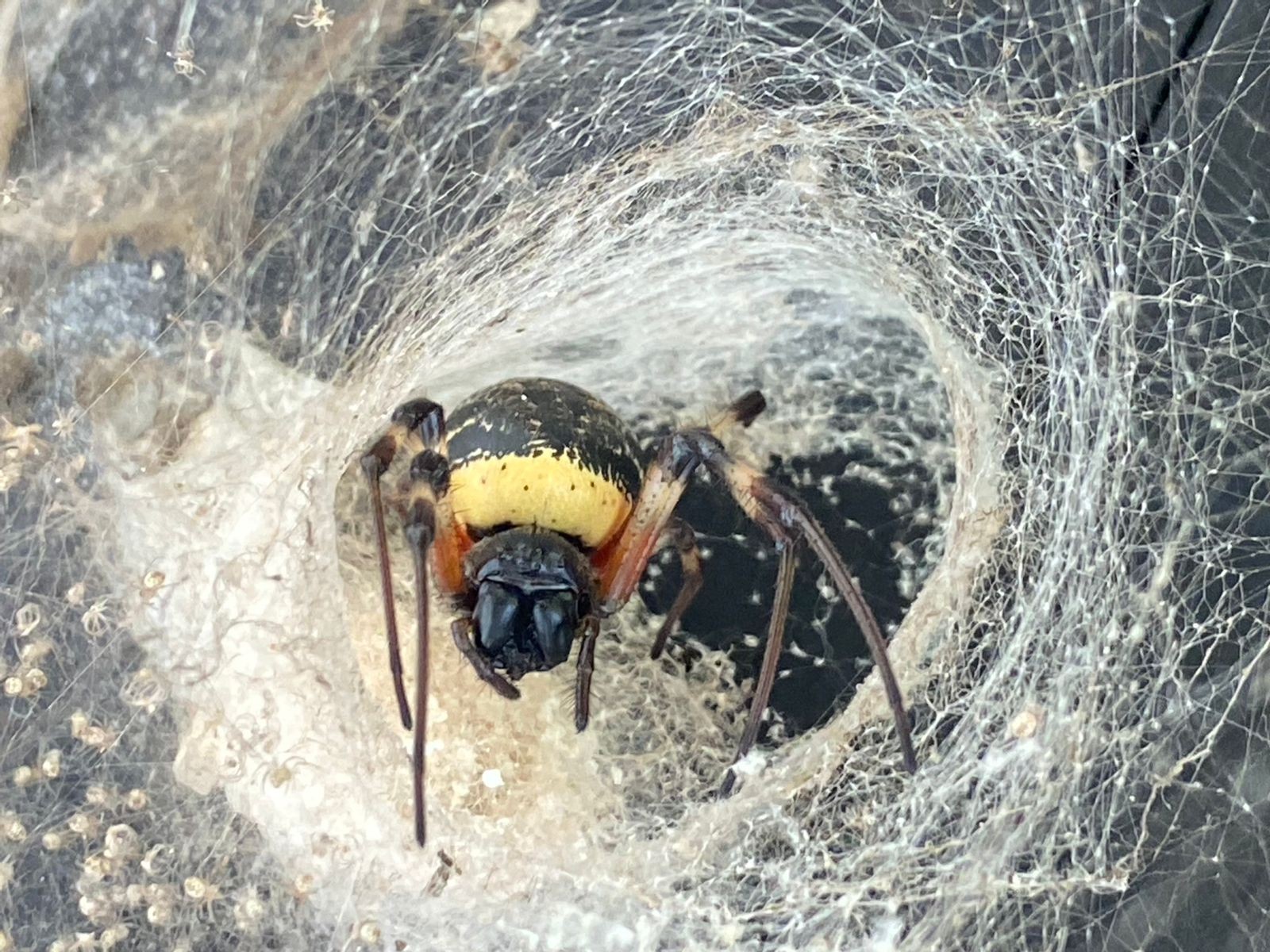 Maria-bola é aranha introduzida no Brasil capaz de predar aves e ...