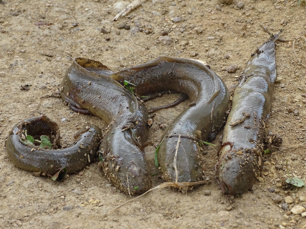 Pulmão ou bexiga natatória: entenda como peixes respiram fora d’água