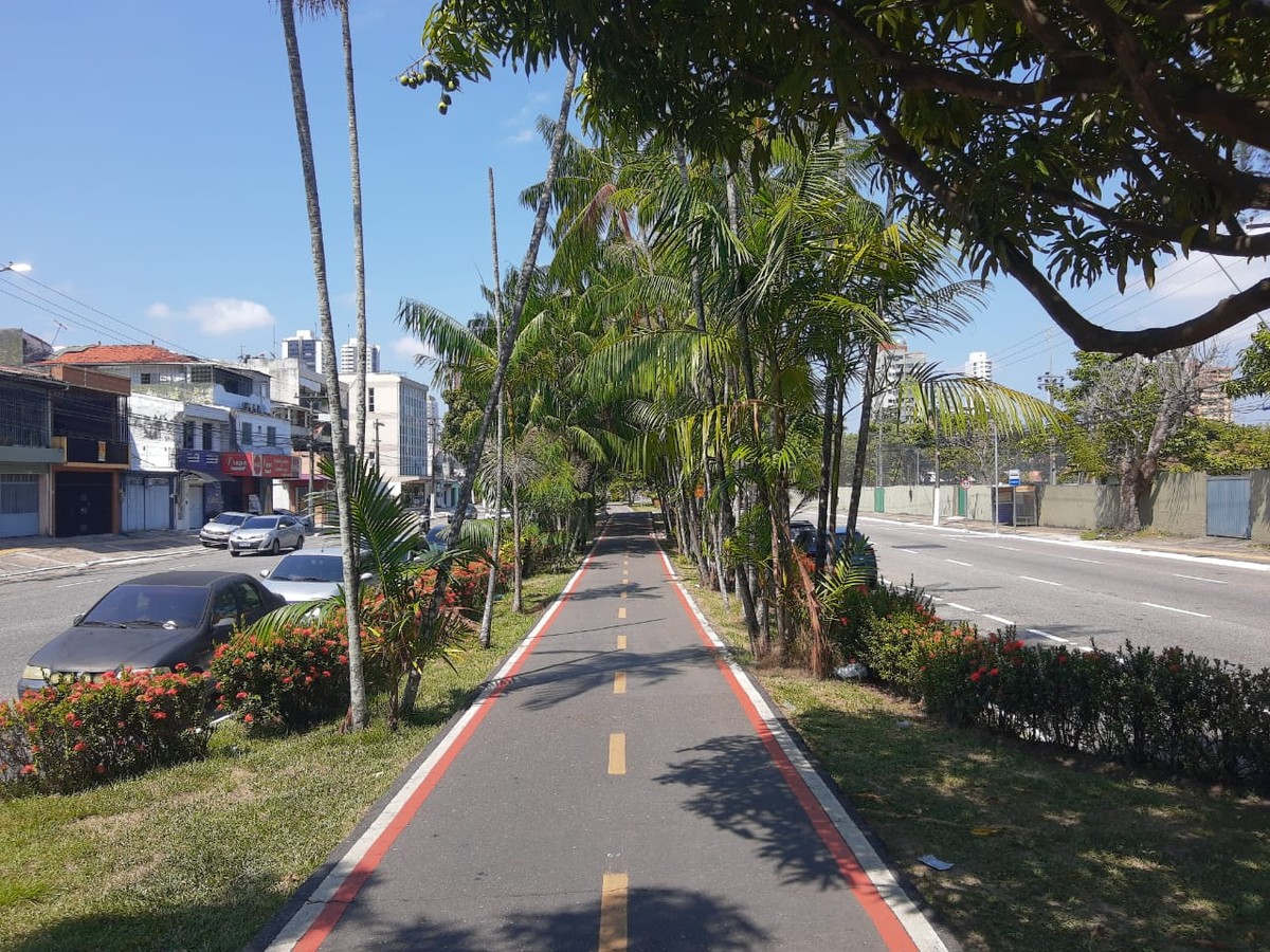 'Inventário das Árvores': prefeitura de Belém conclui mapeamento em ...