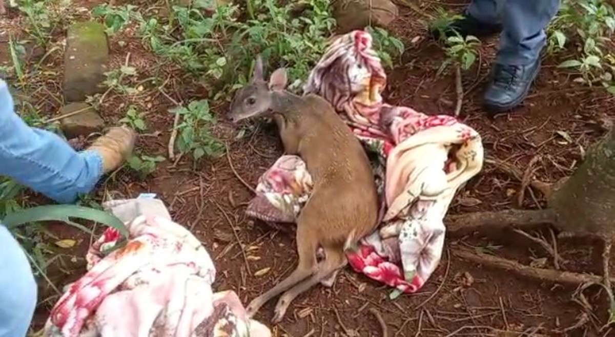 Fêmea de cervo é resgatada próxima de rotatória de bairro em Jaguariúna ...