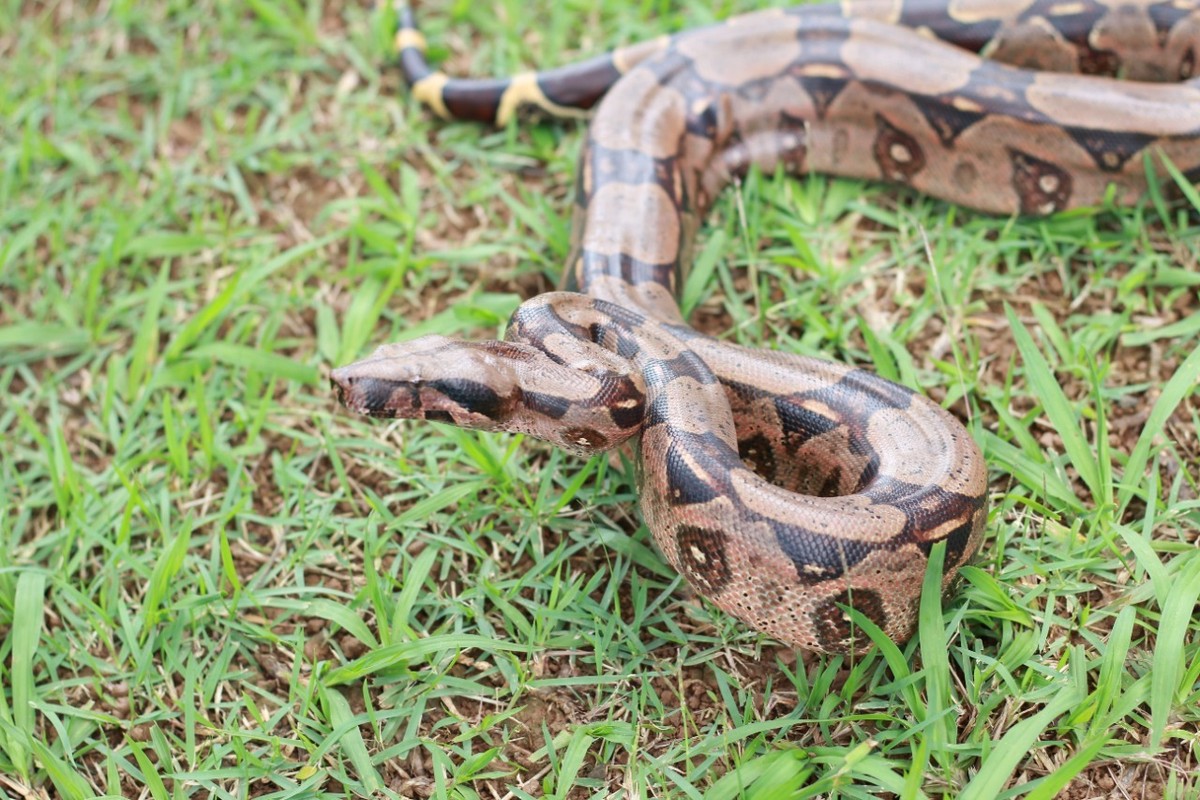Jiboias com mais de 2 metros capturadas na área urbana de Vilhena, RO ...