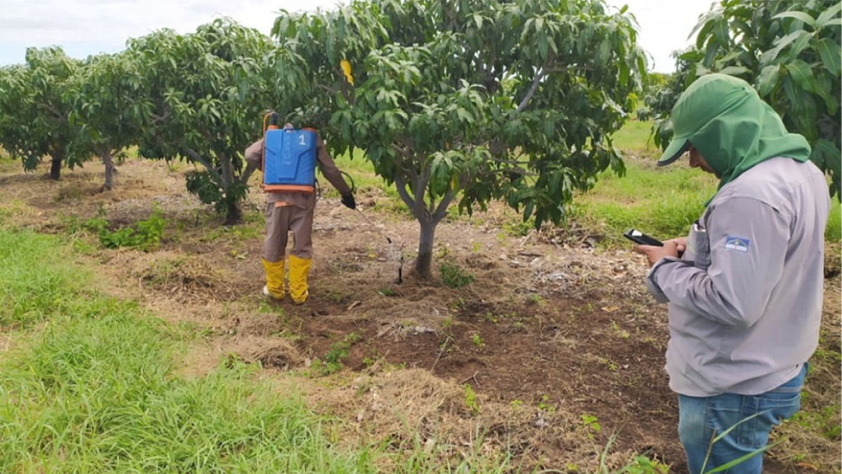 Folhas de plantas daninhas são alvo de herbicida dessecante da Bayer ...