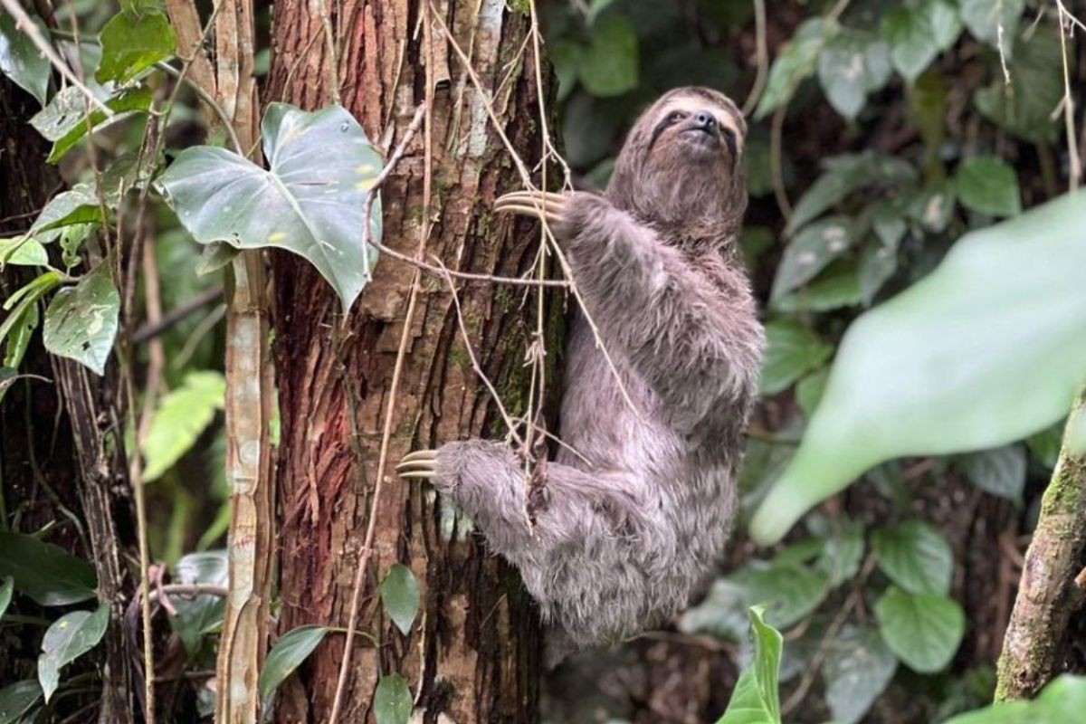 Bicho-preguiça pendurado em antena parabólica é resgatado no litoral de ...