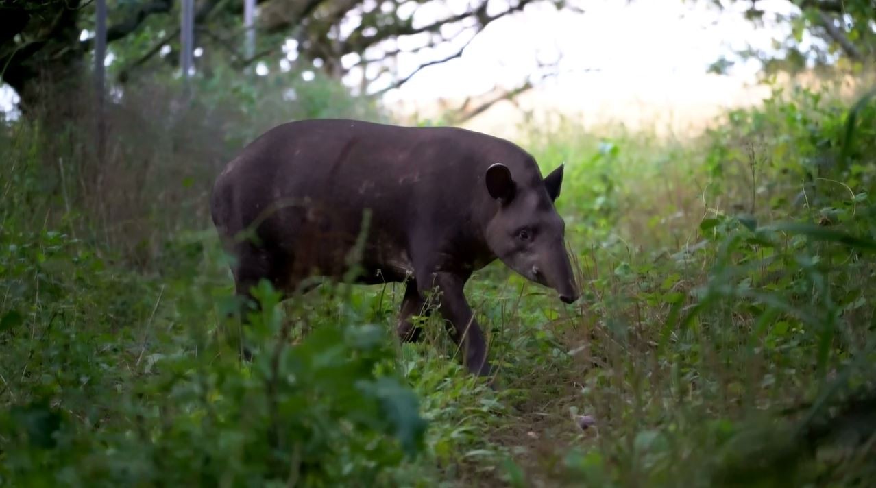 'Observação de antas' é nova prática para os amantes da natureza ...