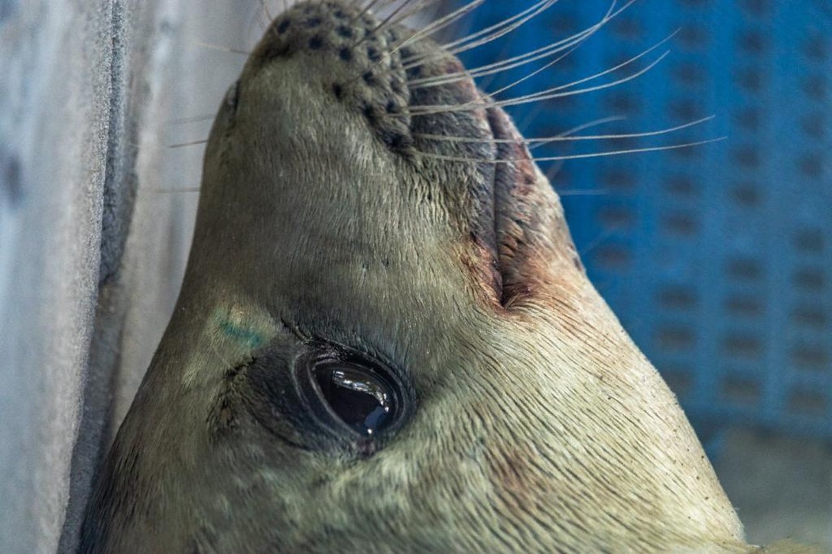 Foca debilitada é resgatada no Litoral Norte de SP | Vale do Paraíba e ...