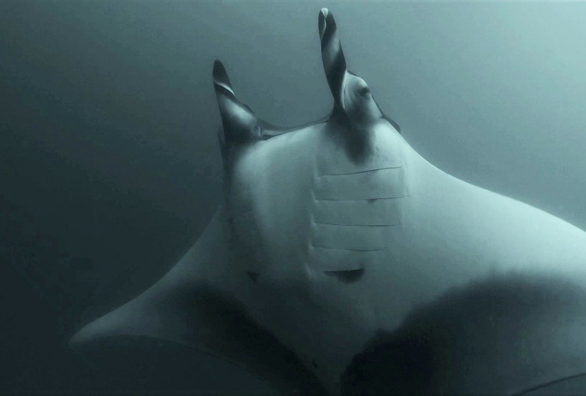 Raia gigante é flagrada sem querer em SP e ganha apelido de Fefê ...