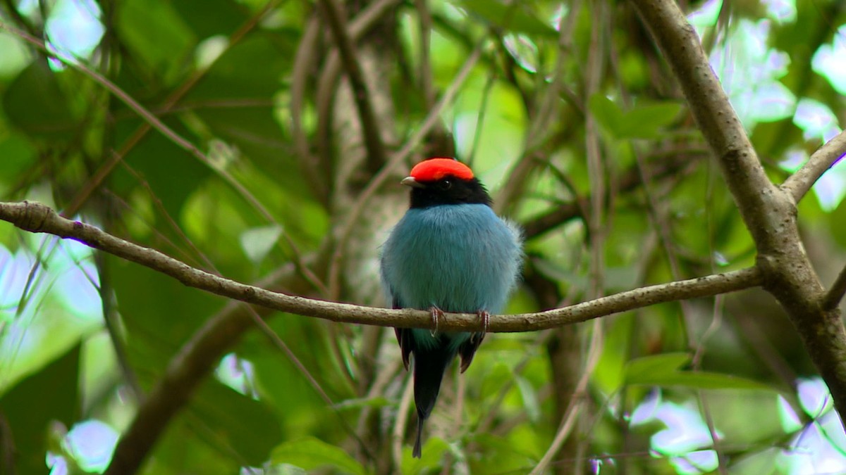 Dança dos tangarás, uma bela coreografia da natureza filmada pelo Terra ...