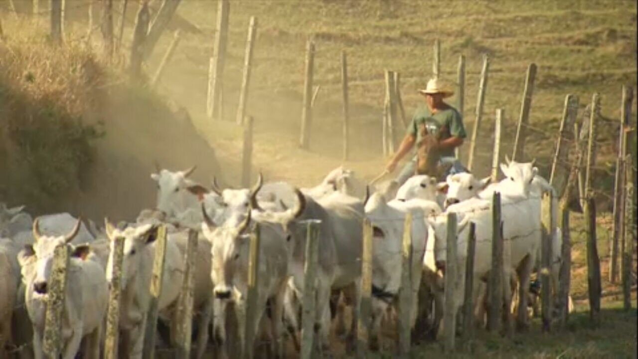 Conheça o significado da palavra caipira, cultura que sobrevive no Vale ...