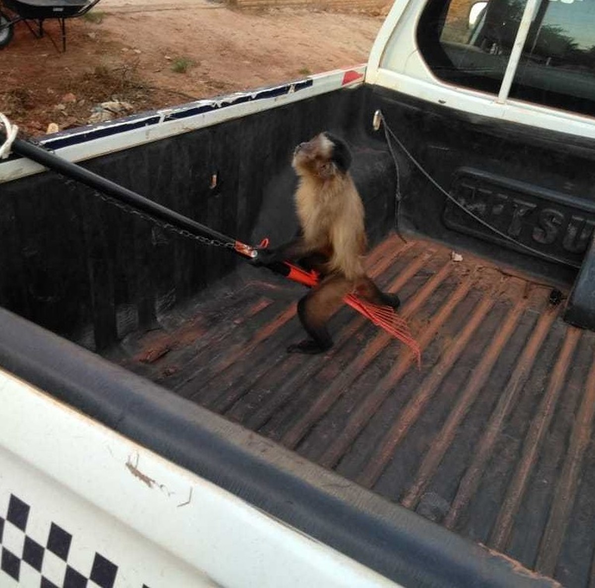 Macaco-prego mantido acorrentado em casa é resgatado e índia é detida ...