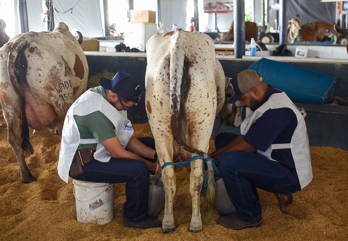 Pesagens oficiais do 44º Concurso Leiteiro podem ser consultados no ...