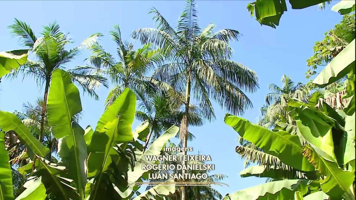 Palmeira juçara, nativa da Mata Atlântica, dá fruto com polpa ...