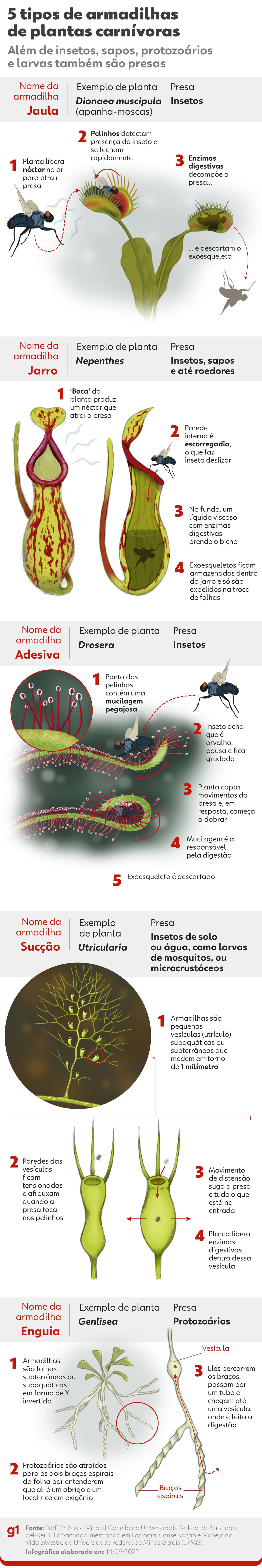 Plantas carnívoras têm 5 armadilhas diferentes e algumas até debaixo da ...